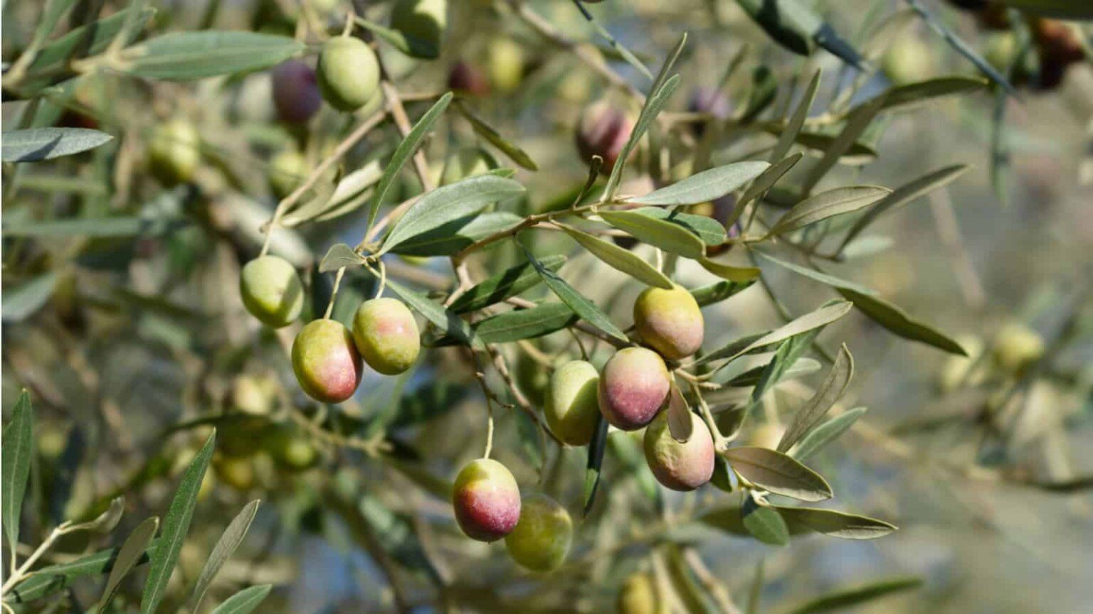 Olive Tree: How to Plant, Grow, and Care for Olive Trees