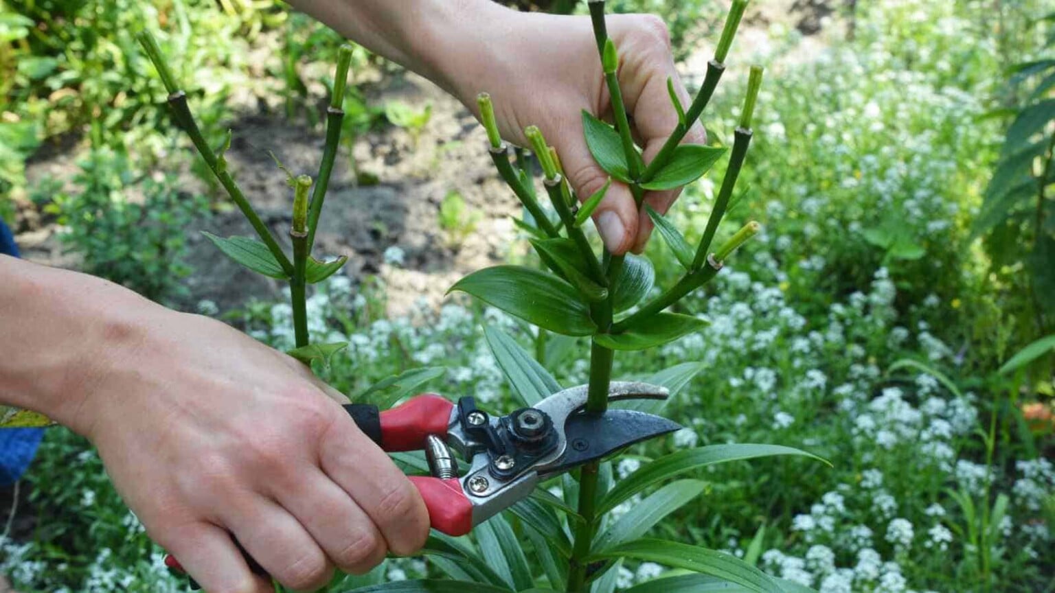 Deadheading Flowers - Benefits, Tips & Tricks + Things to Avoid