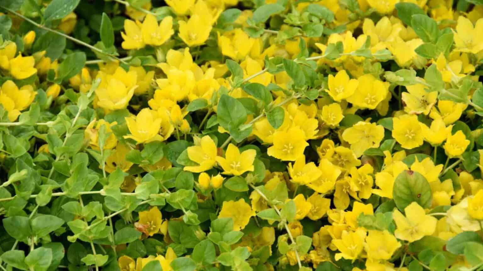 30 Best Ground Cover Plants (Low-Maintenance Options)