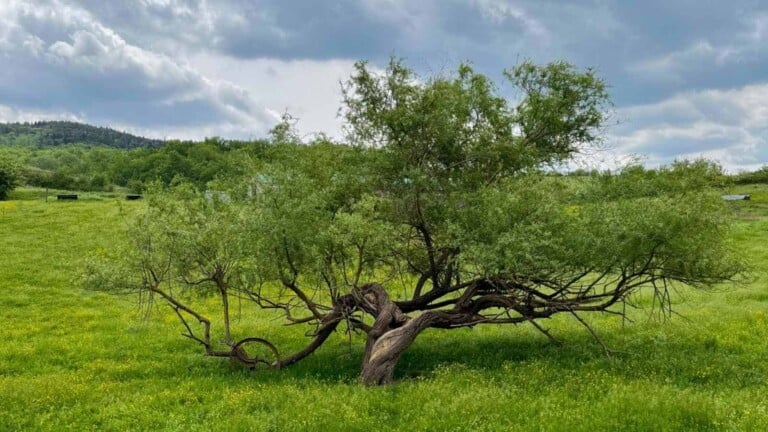 Mesquite Tree: Pros & Cons of Growing Mesquite Trees