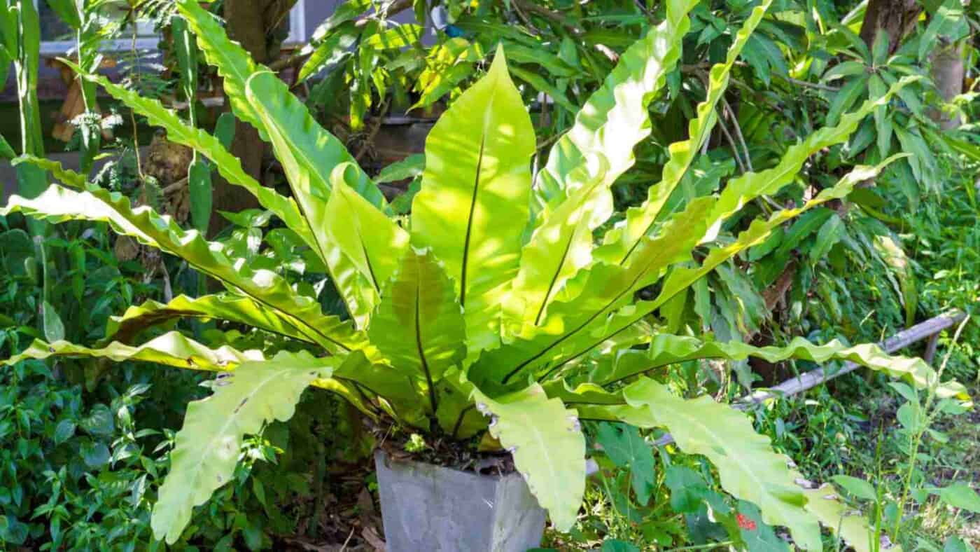 How to Grow and Care for Bird's Nest Fern (Asplenium Nidus)