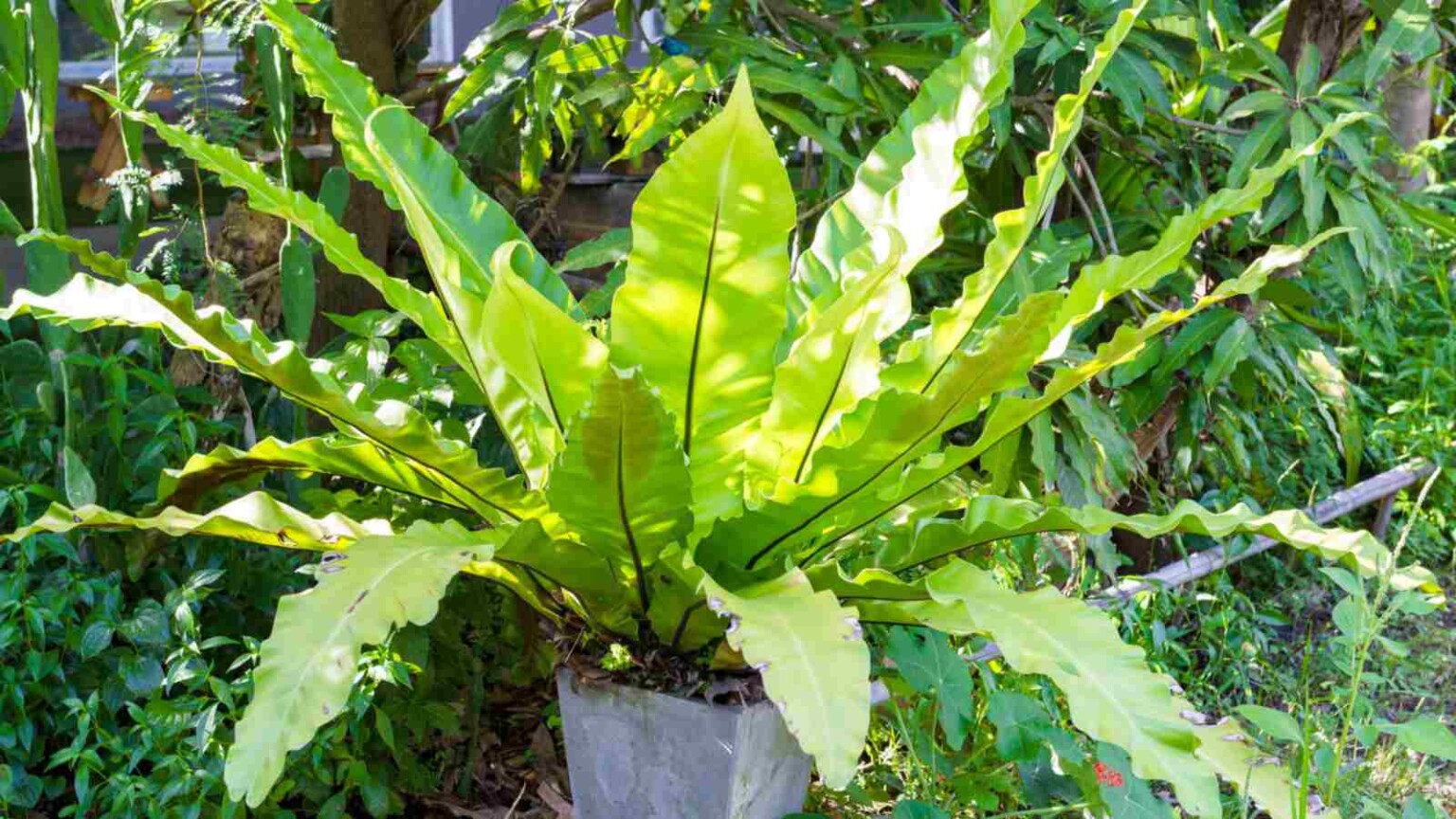 How to Grow and Care for Bird's Nest Fern (Asplenium Nidus)