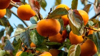 Persimmon Tree - Full Guide to Growing, Caring For & Harvesting