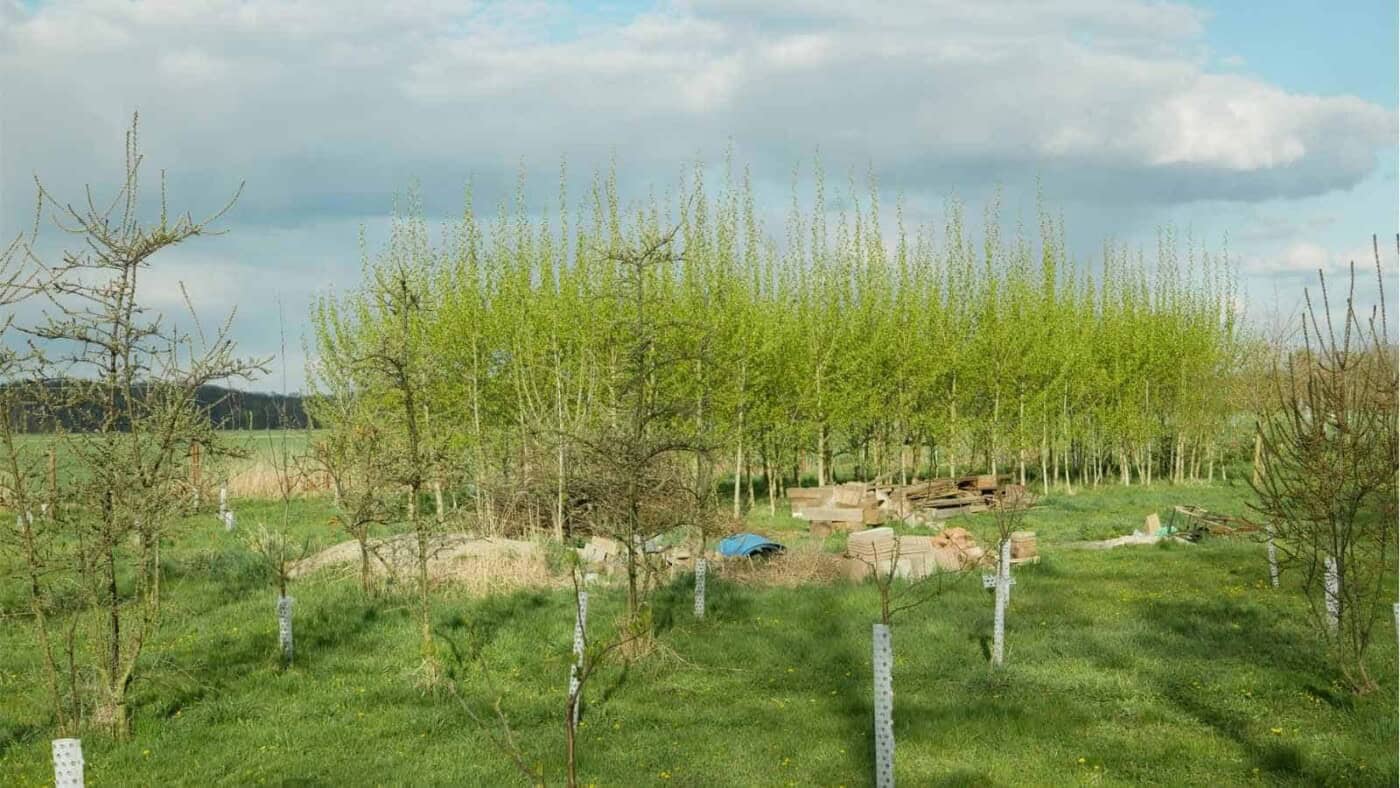 Poplar Tree Guide: 10 Most Popular Types of Poplar Trees
