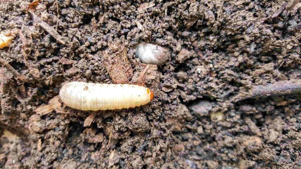 Lawn Worm: What are Lawn Worms and How to Get Rid of Them