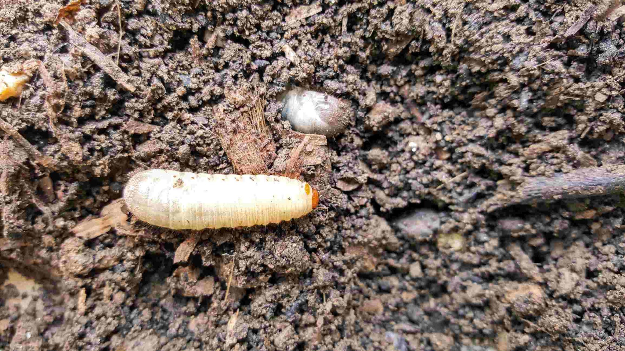 Lawn Worm: What are Lawn Worms and How to Get Rid of Them