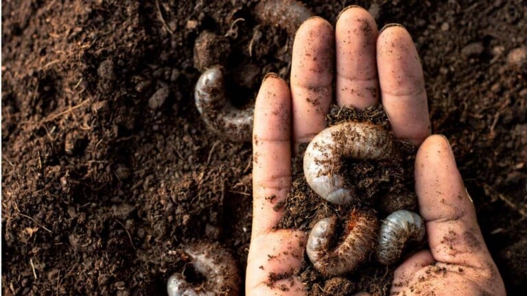 Lawn Worm: What are Lawn Worms and How to Get Rid of Them