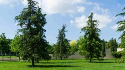 12 Different Types of Cedar Trees with Pictures