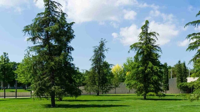 12 Different Types of Cedar Trees with Pictures