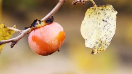 Persimmon Tree - Full Guide to Growing, Caring For & Harvesting