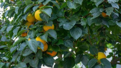 Persimmon Tree - Full Guide to Growing, Caring For & Harvesting