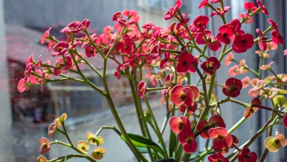 How to Grow and Care for Crown of Thorns (Euphorbia milii)