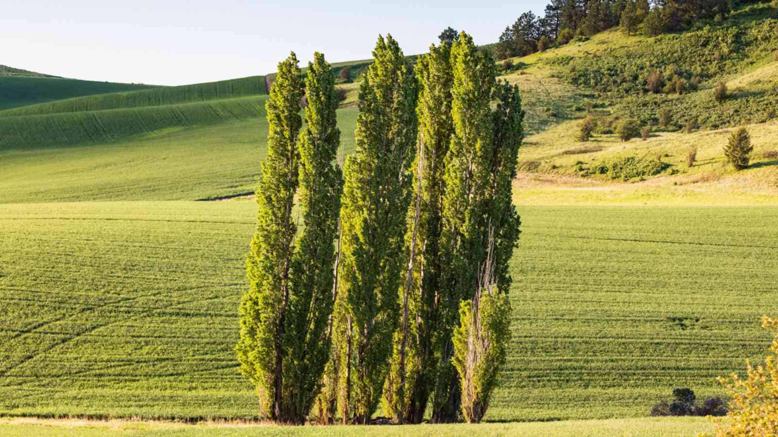 Poplar Tree Guide 10 Most Popular Types Of Poplar Trees Poplar Tree Guide 10 Most Popular Types Of Poplar Trees