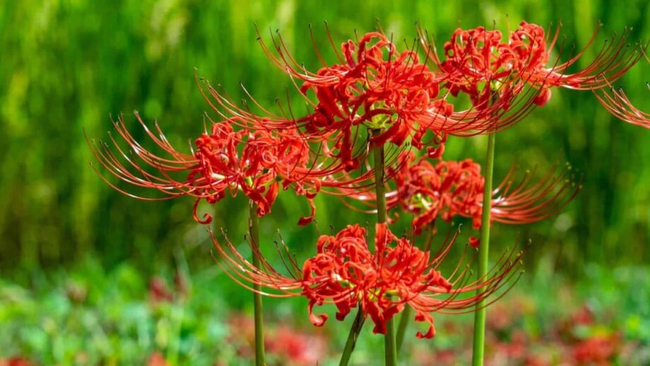 How to Grow and Care for Spider Lily (Lycoris spp.) | Planet Natural