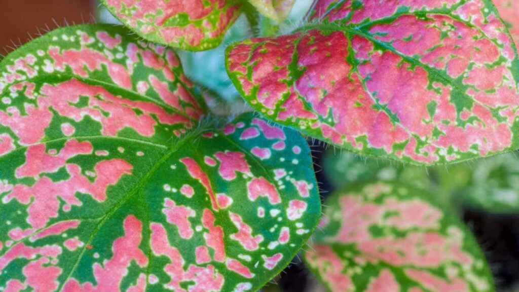 Polka Dot Plant: How to Grow and Care for Polka Dot Plant