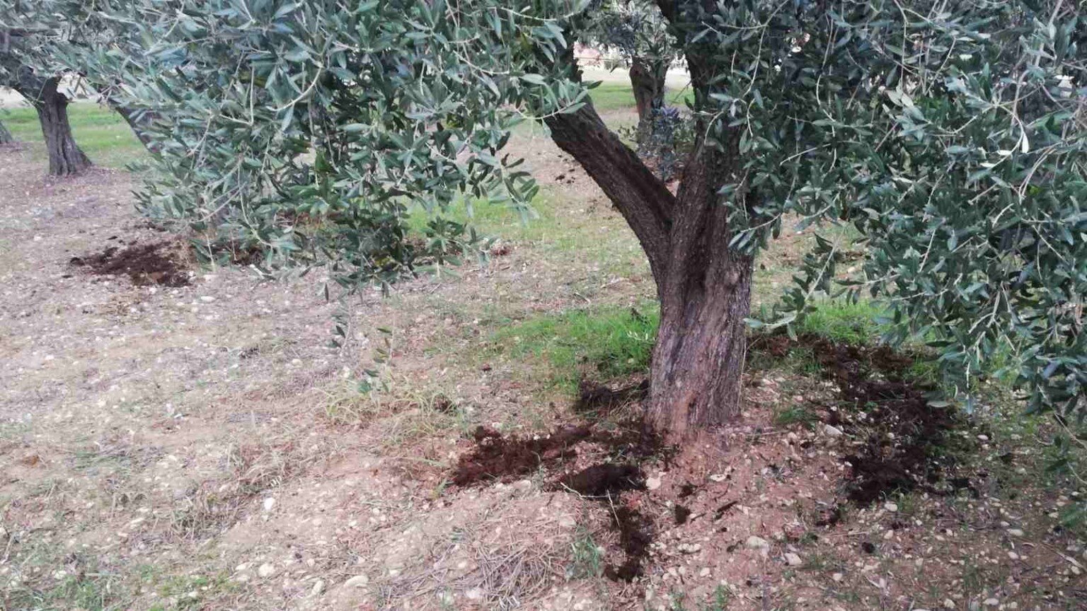 Olive Tree: How to Plant, Grow, and Care for Olive Trees