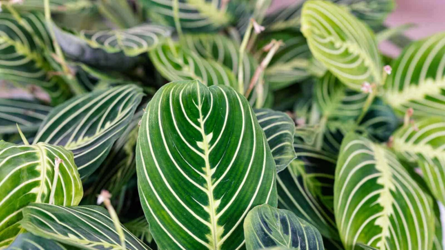 How to Grow and Care for Prayer Plant (Maranta Leuconeura)