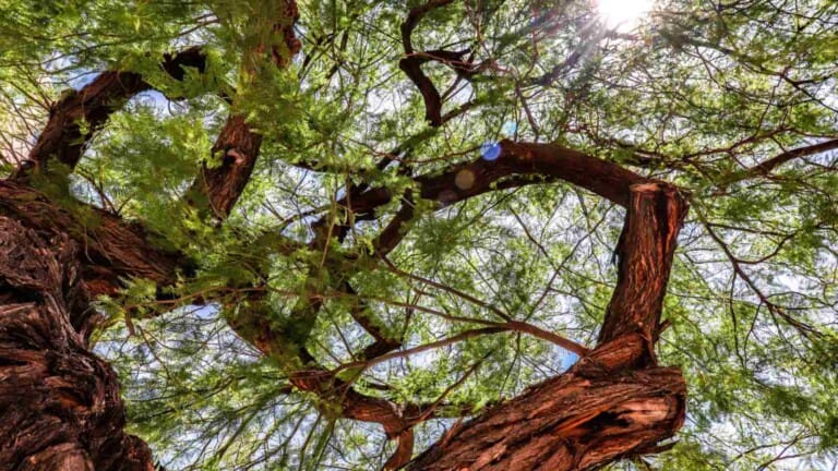 Mesquite Tree: Pros & Cons of Growing Mesquite Trees