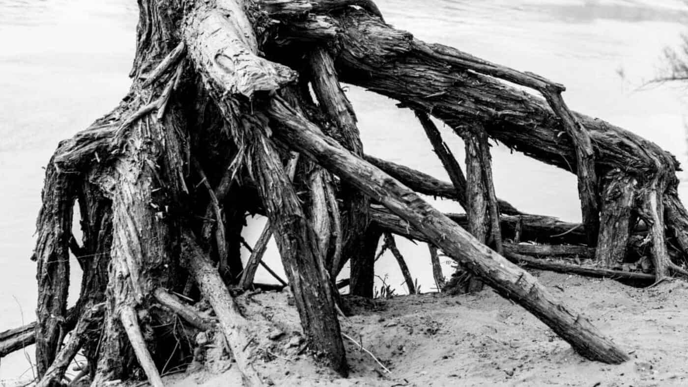 Mesquite Tree: Pros & Cons of Growing Mesquite Trees