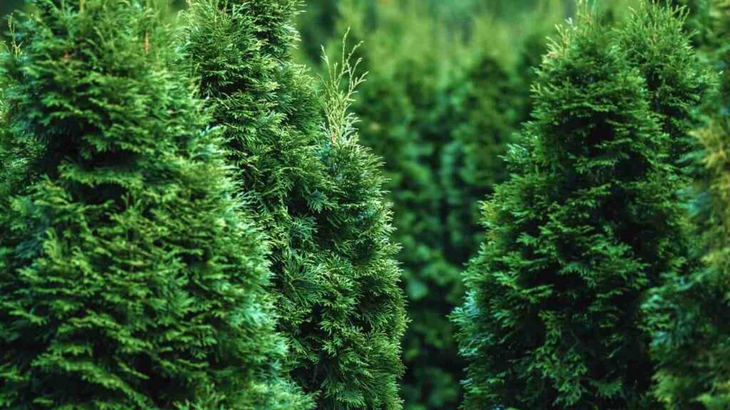 12 Different Types of Cedar Trees with Pictures