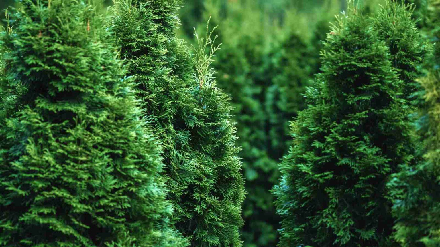 12 Different Types of Cedar Trees with Pictures