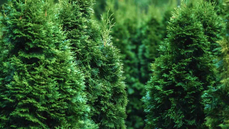 12 Different Types of Cedar Trees with Pictures