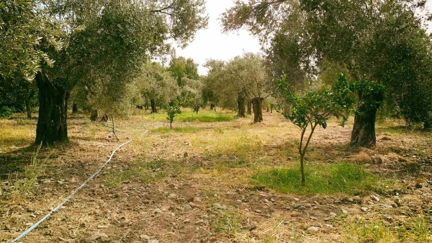 Olive Tree: How to Plant, Grow, and Care for Olive Trees
