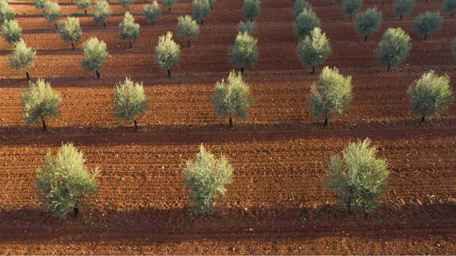 Olive Tree: How to Plant, Grow, and Care for Olive Trees