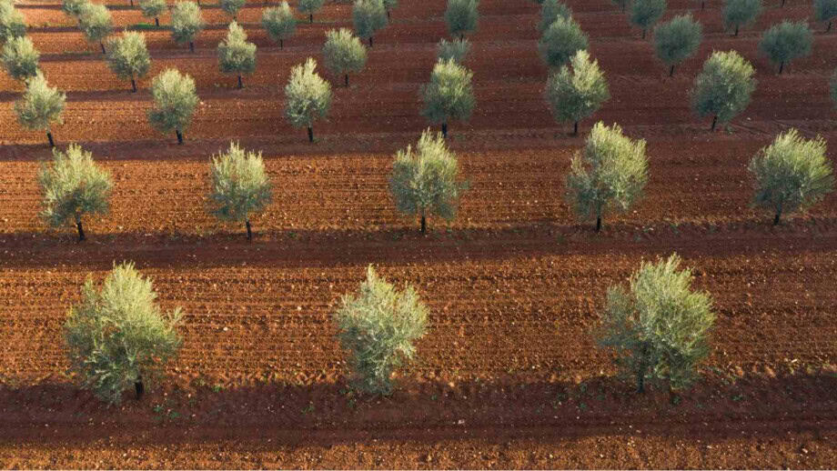 Olive Tree: How to Plant, Grow, and Care for Olive Trees