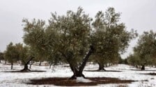 Olive Tree: How to Plant, Grow, and Care for Olive Trees