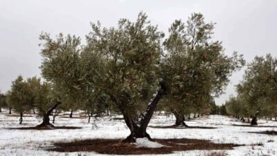 Olive Tree: How to Plant, Grow, and Care for Olive Trees