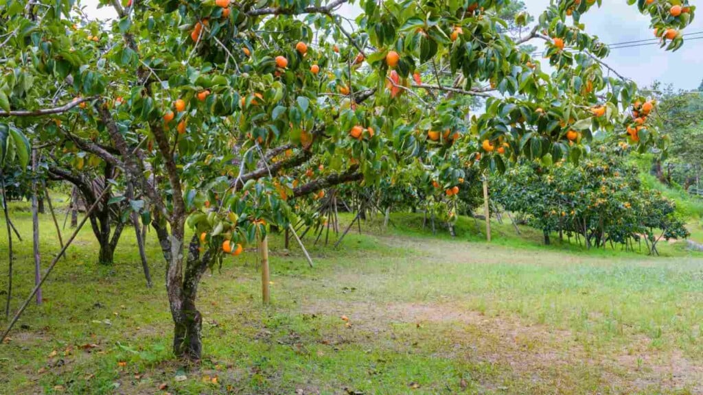 Persimmon Tree - Full Guide to Growing, Caring For & Harvesting