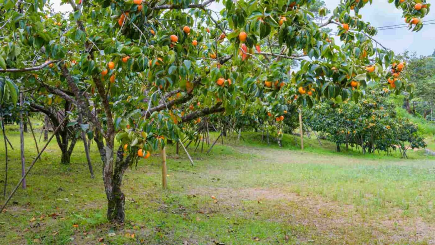 Persimmon Tree - Full Guide to Growing, Caring For & Harvesting