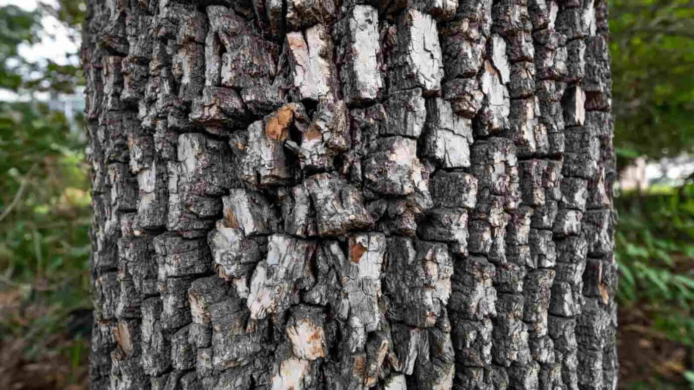 Persimmon Tree - Full Guide to Growing, Caring For & Harvesting