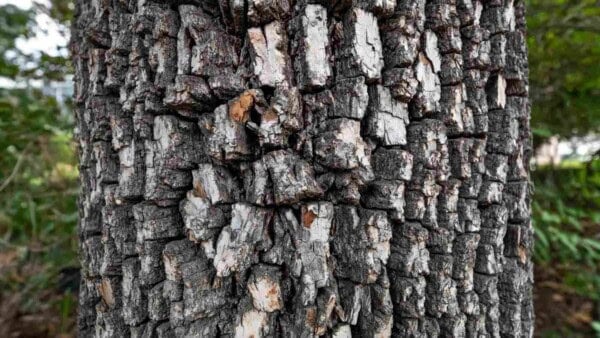 Persimmon Tree - Full Guide to Growing, Caring For & Harvesting