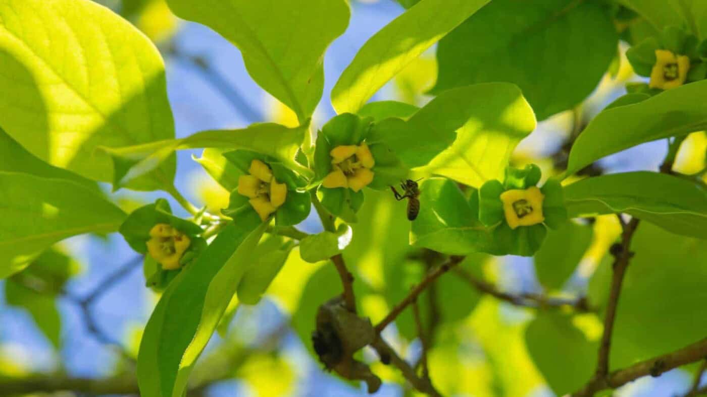 Persimmon Tree - Full Guide to Growing, Caring For & Harvesting