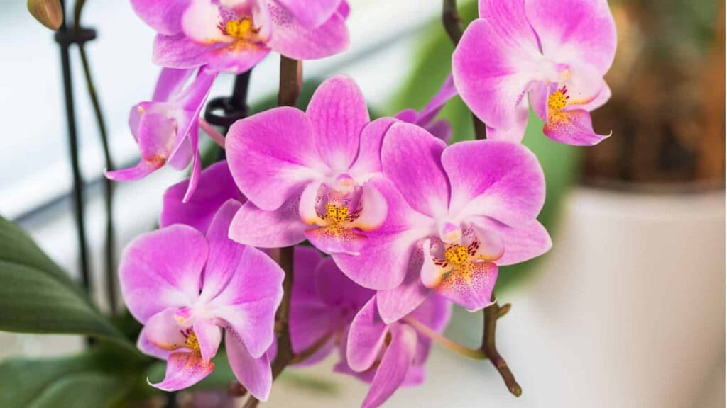How to Easily Grow and Care for Phalaenopsis Orchids Indoors | Planet ...
