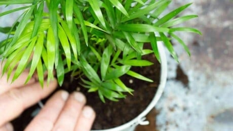 Parlor Palm Guide: How to Grow and Care for Parlor Palm