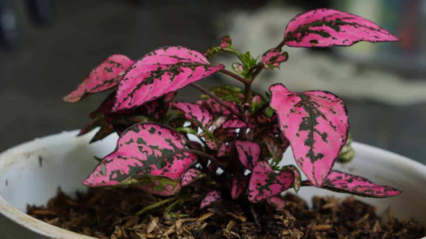 Polka Dot Plant: How to Grow and Care for Polka Dot Plant