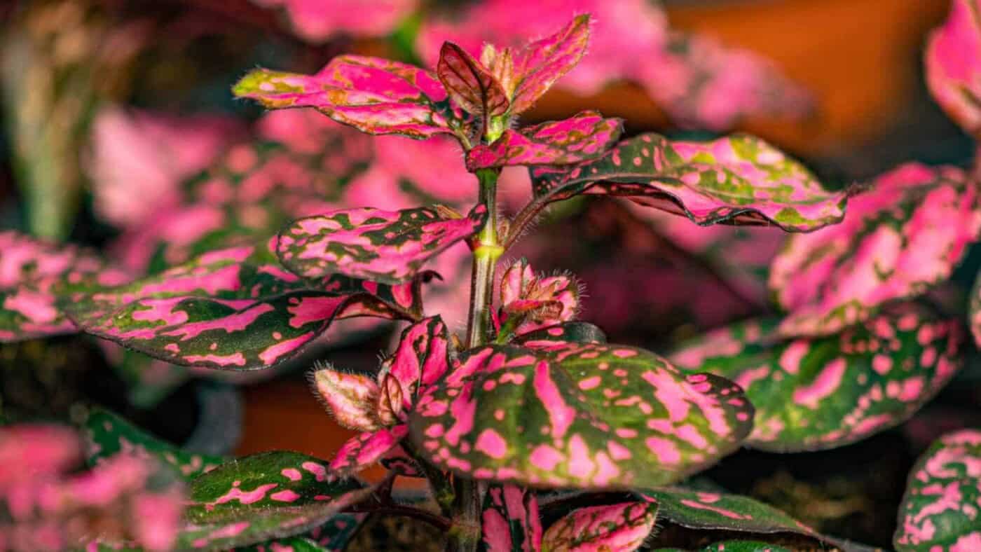 Polka Dot Plant: How to Grow and Care for Polka Dot Plant
