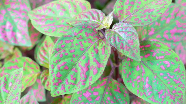 Polka Dot Plant: How to Grow and Care for Polka Dot Plant