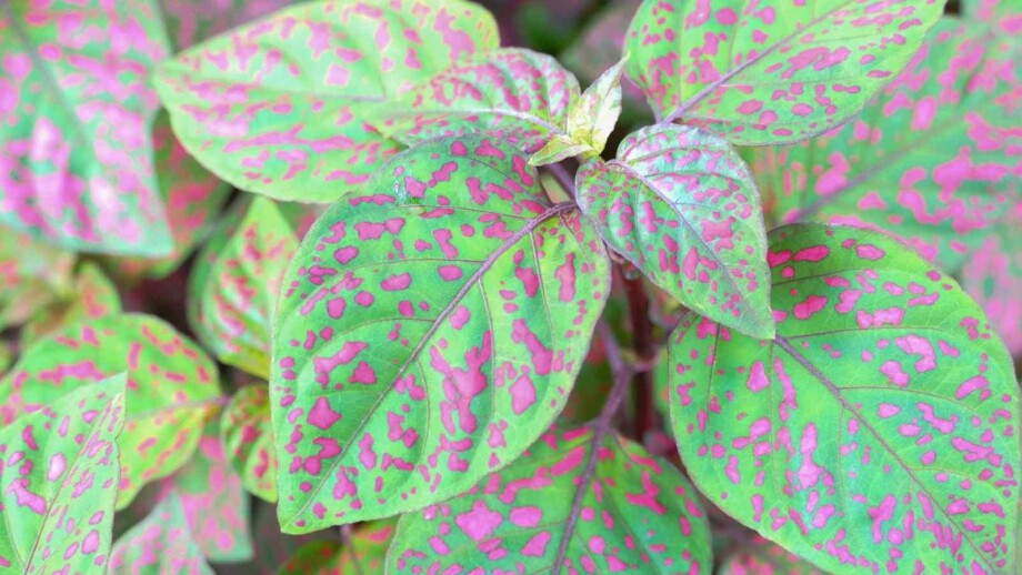 Polka Dot Plant: How to Grow and Care for Polka Dot Plant