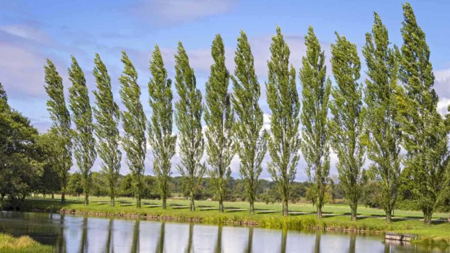 Poplar Tree Guide: 10 Most Popular Types of Poplar Trees