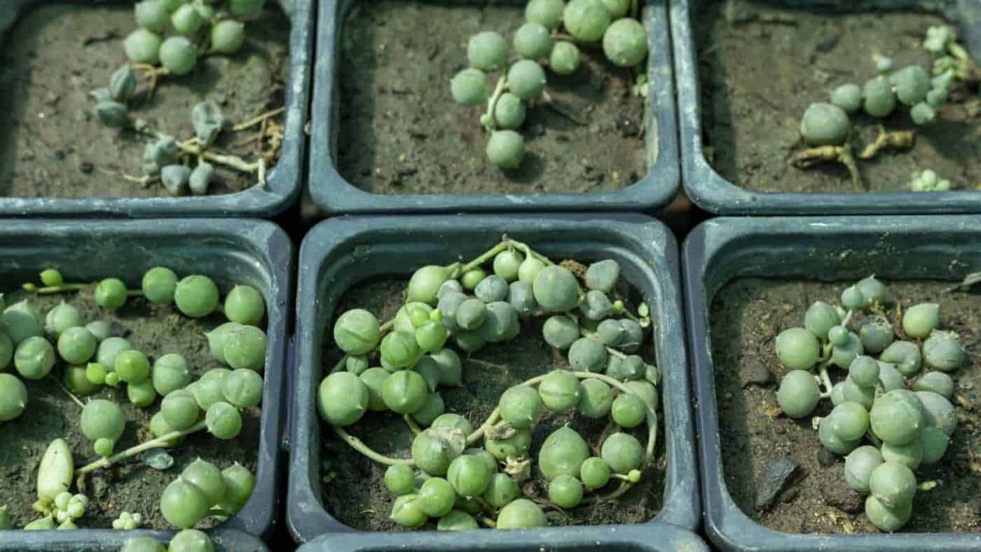 How to Grow and Care for String of Pearls (Complete Guide)