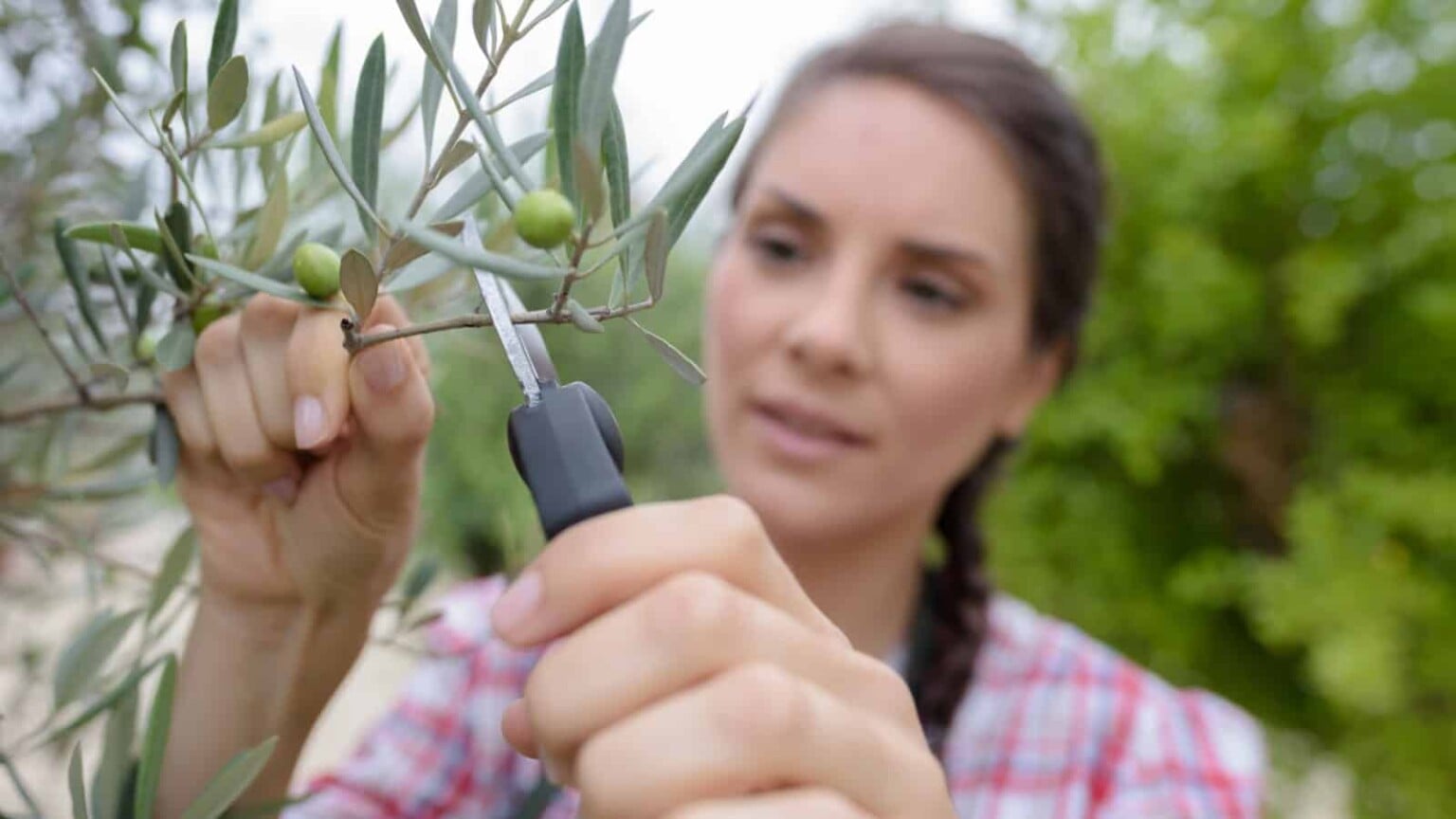 Olive Tree: How to Plant, Grow, and Care for Olive Trees