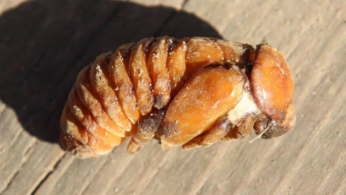 Lawn Worm: What are Lawn Worms and How to Get Rid of Them
