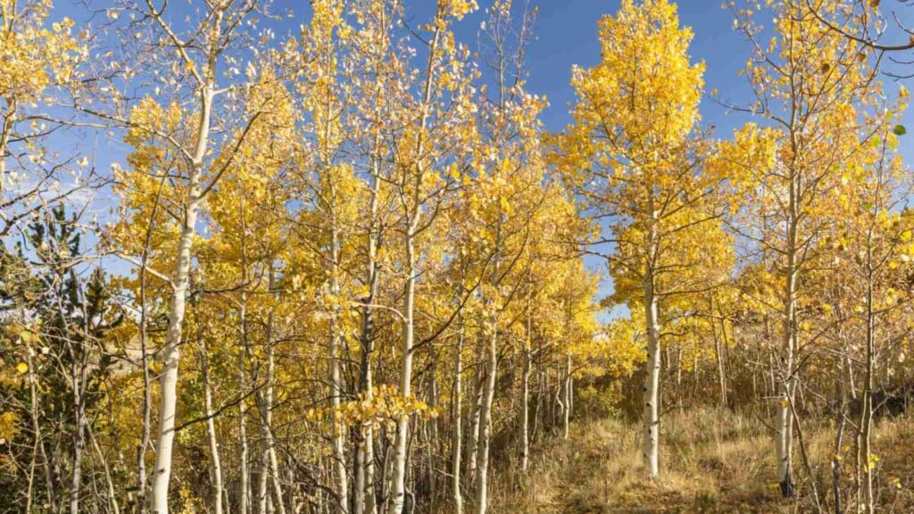 Poplar Tree Guide: 10 Most Popular Types of Poplar Trees