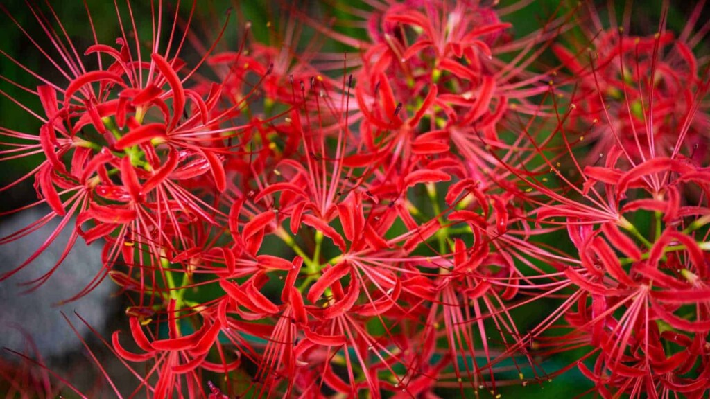 How to Grow and Care for Spider Lily (Lycoris spp.) | Planet Natural