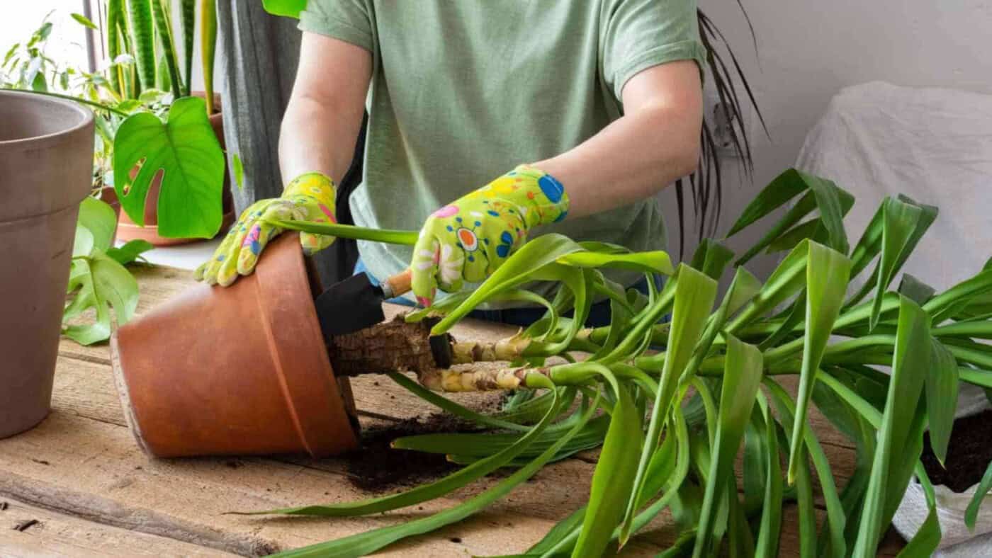 Yucca Plant Care: How to Grow and Care for Yucca Plants