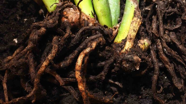 Root Rot Guide: How to Identify, Treat & Prevent Root Rot in Plants